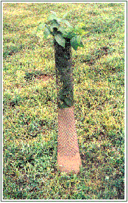 Prairie Land Management Habitat Outlet: Wildflower & Food Plot Seeds ...