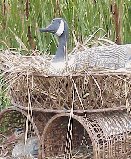 Prairie Land Management Habitat Outlet: Wildflower & Food Plot Seeds ...